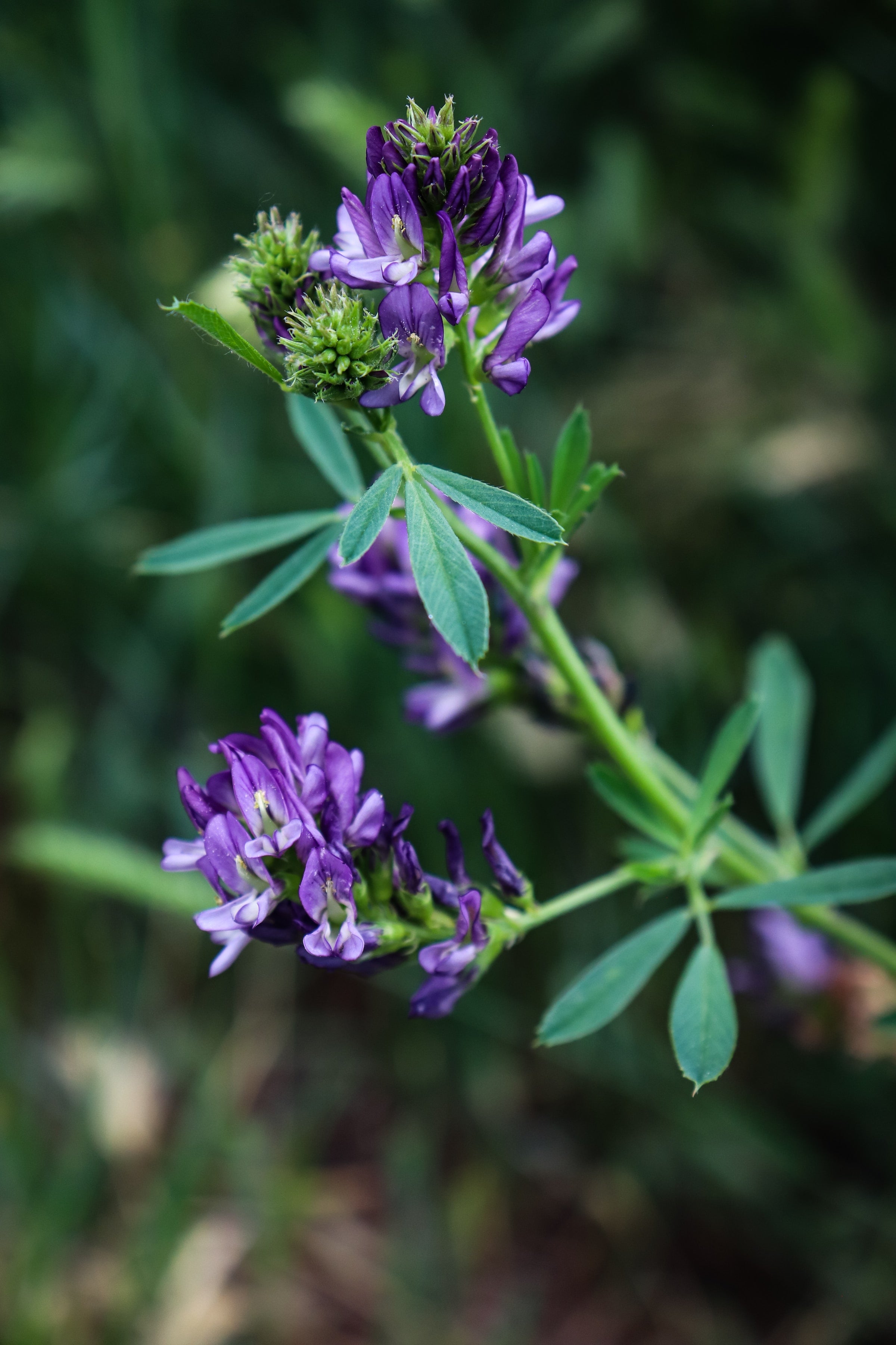 Alfalfa Plant