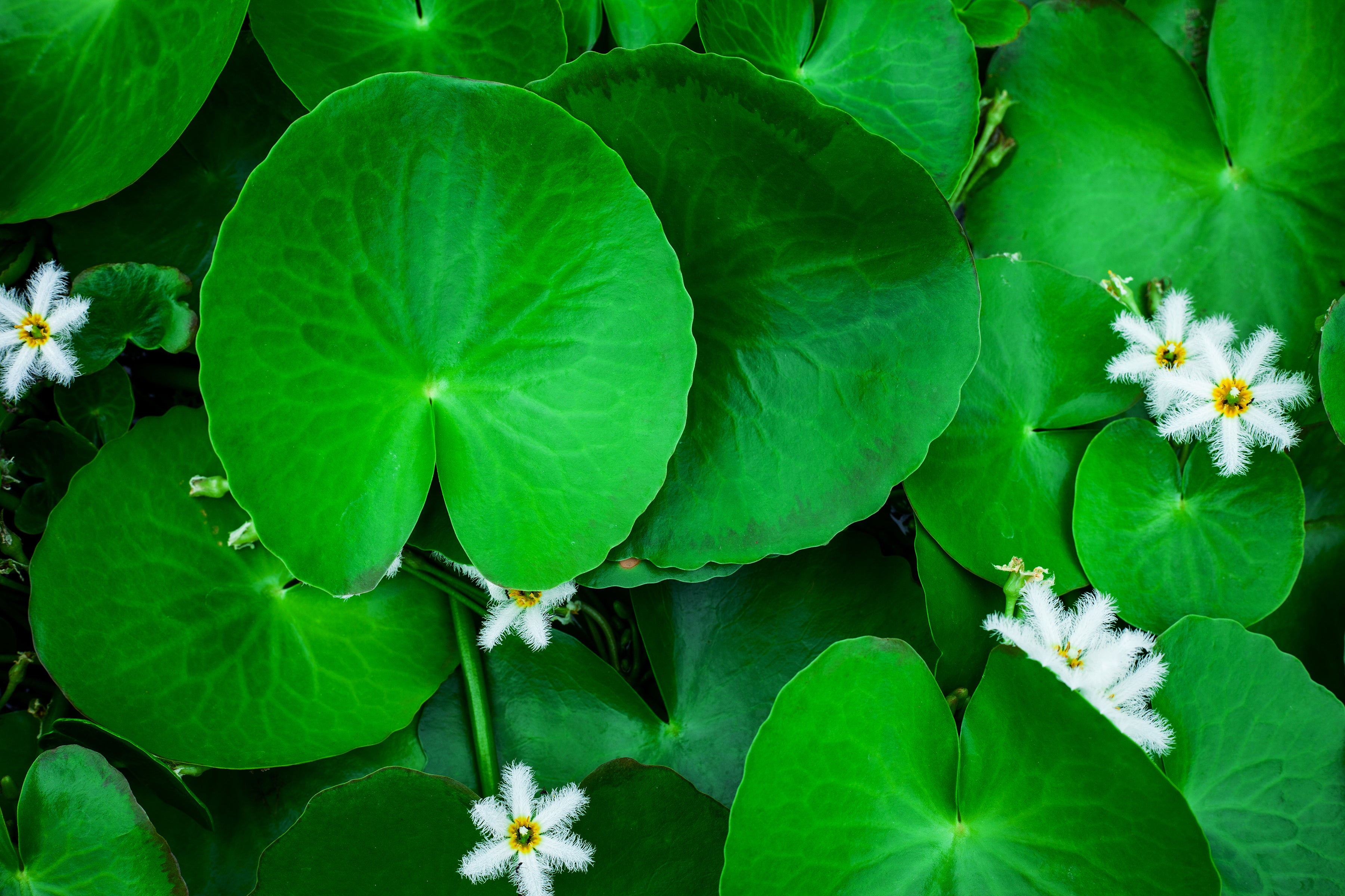 Brahmi for Stress, Burnout & Brain Health | Wile